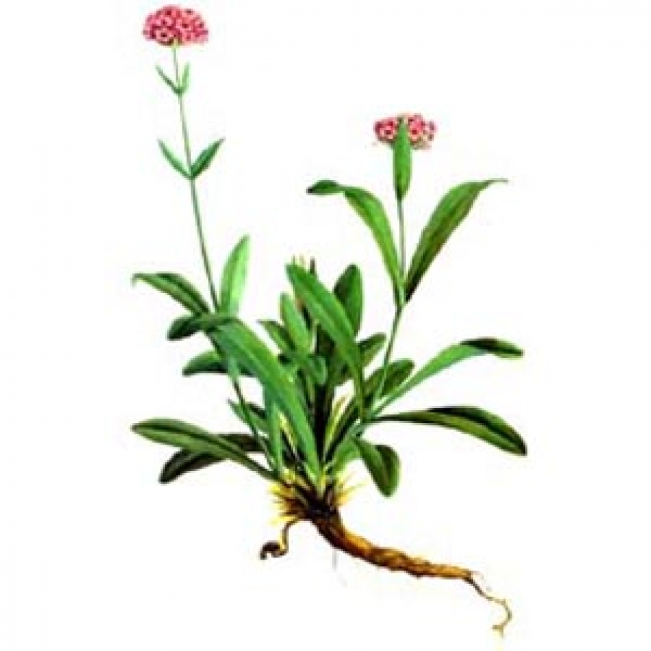 Spikenard Essential Oil - Amphora Aromatics Ltd – Supplier of pure ...